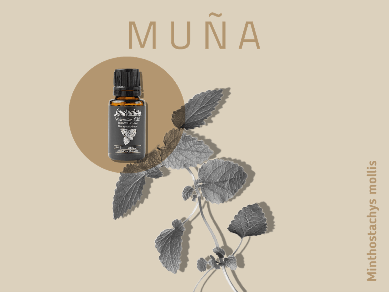 Five Things To Know About Muña, the Andean Mint – Luna Sundara